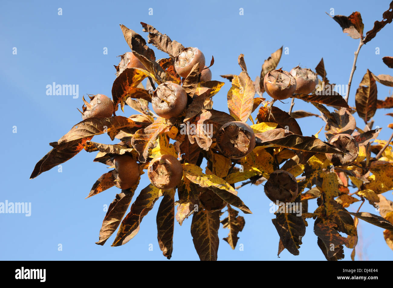 Medlar High Resolution Stock Photography and Images - Alamy