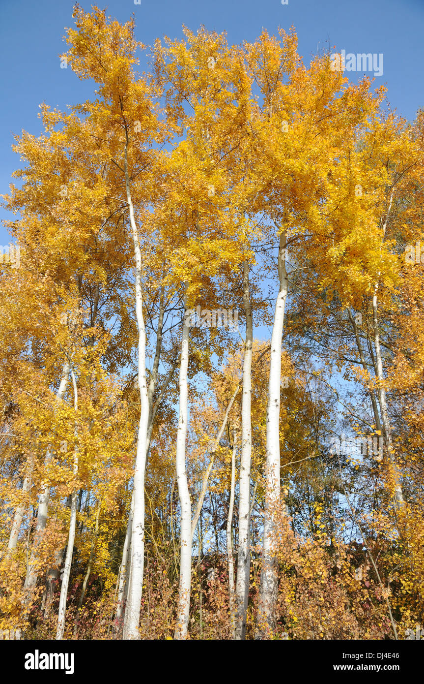 Aspen baum blatt hi-res stock photography and images - Alamy