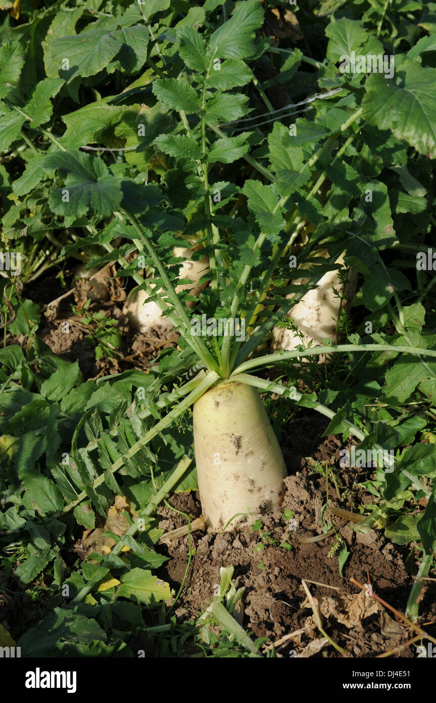 Rettiche hi-res stock photography and images - Alamy