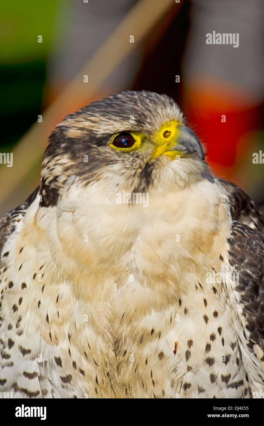 Hawk bird uk hi-res stock photography and images - Alamy