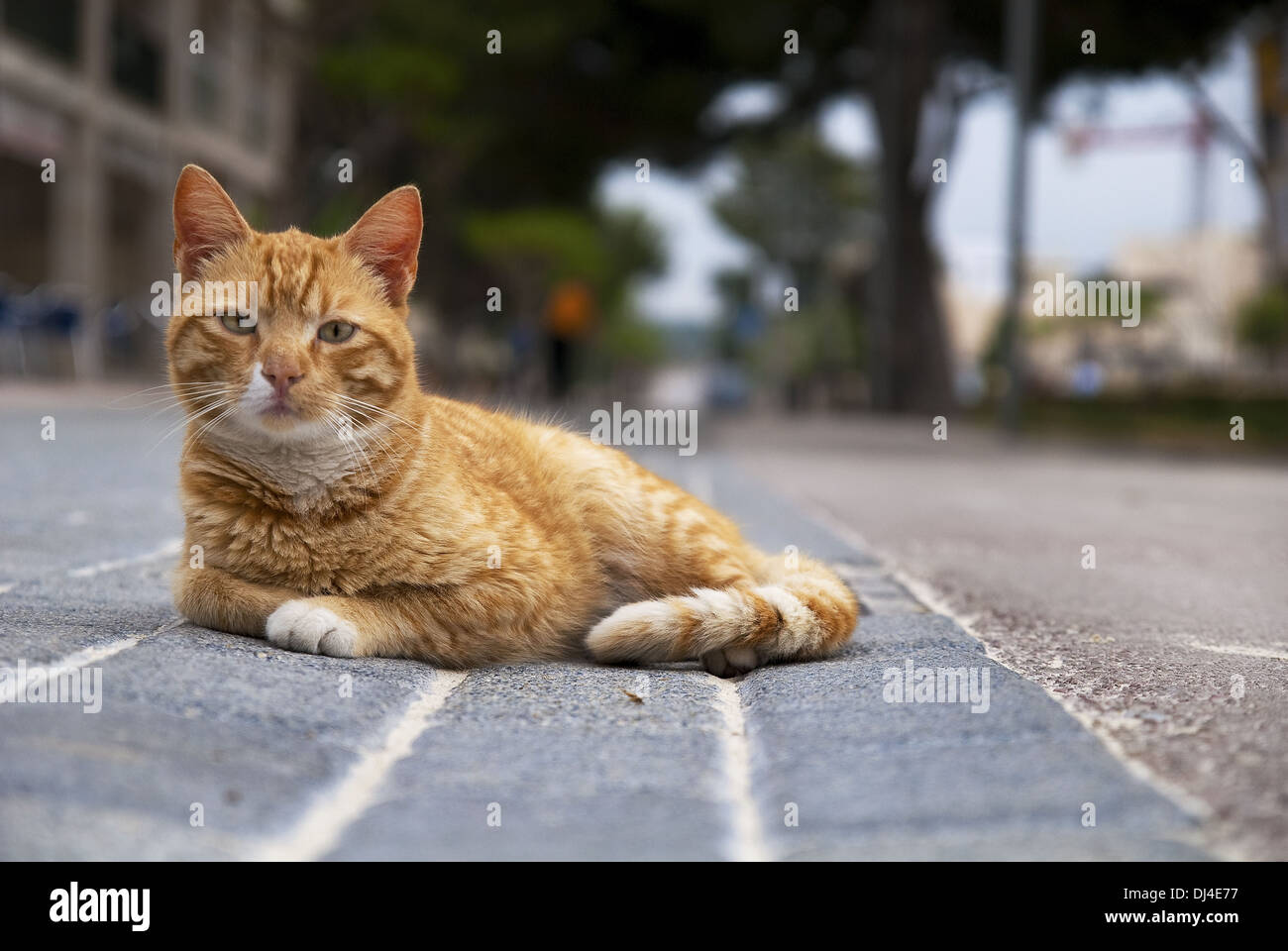 Streunen hi-res stock photography and images - Alamy