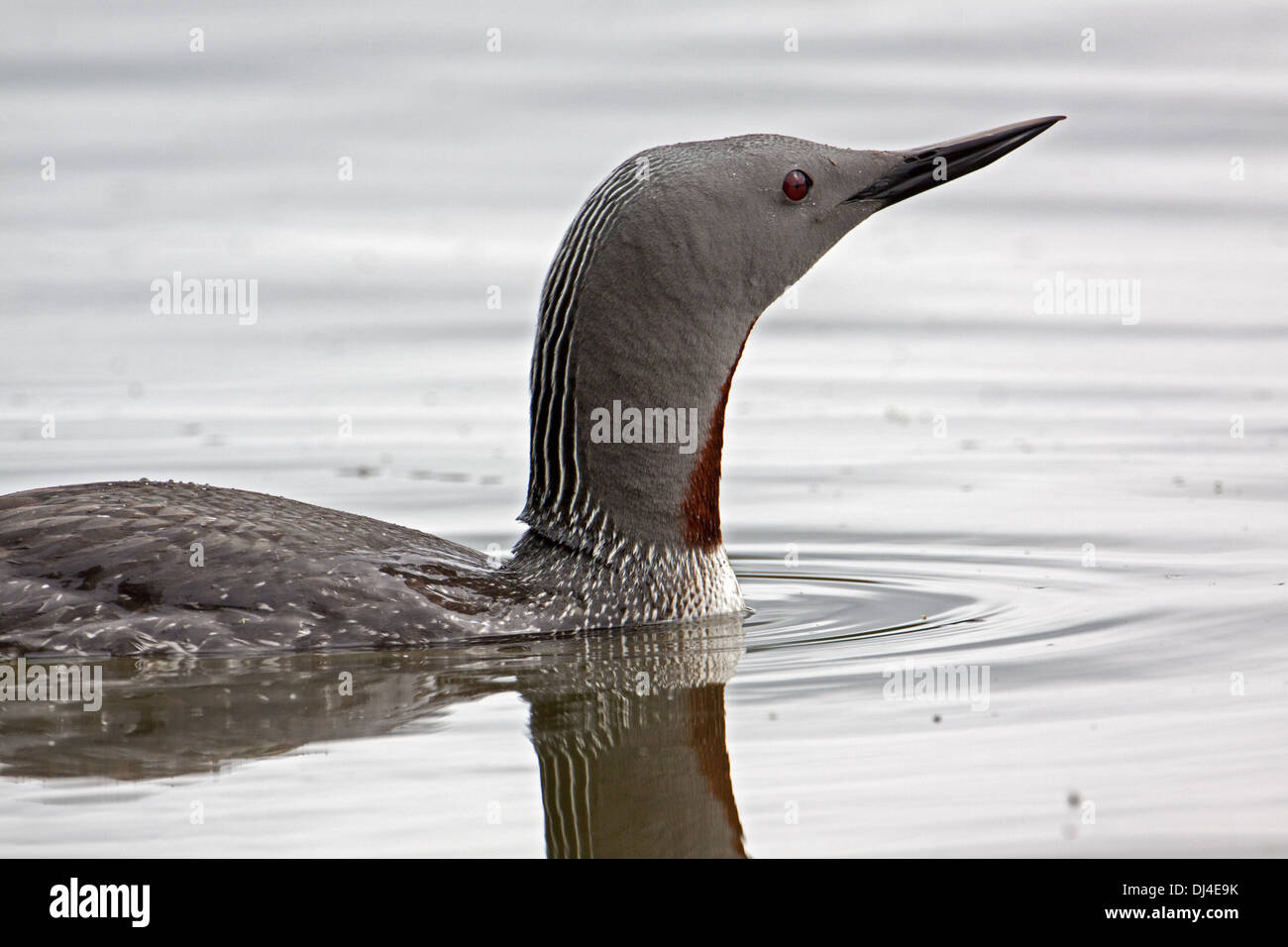 Red-throated Loon, Gavia stellata Stock Photo - Alamy