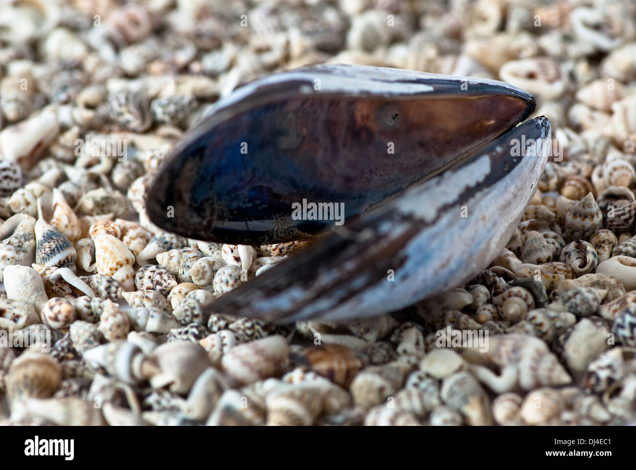 Mussels at a snail's bed Stock Photo - Alamy