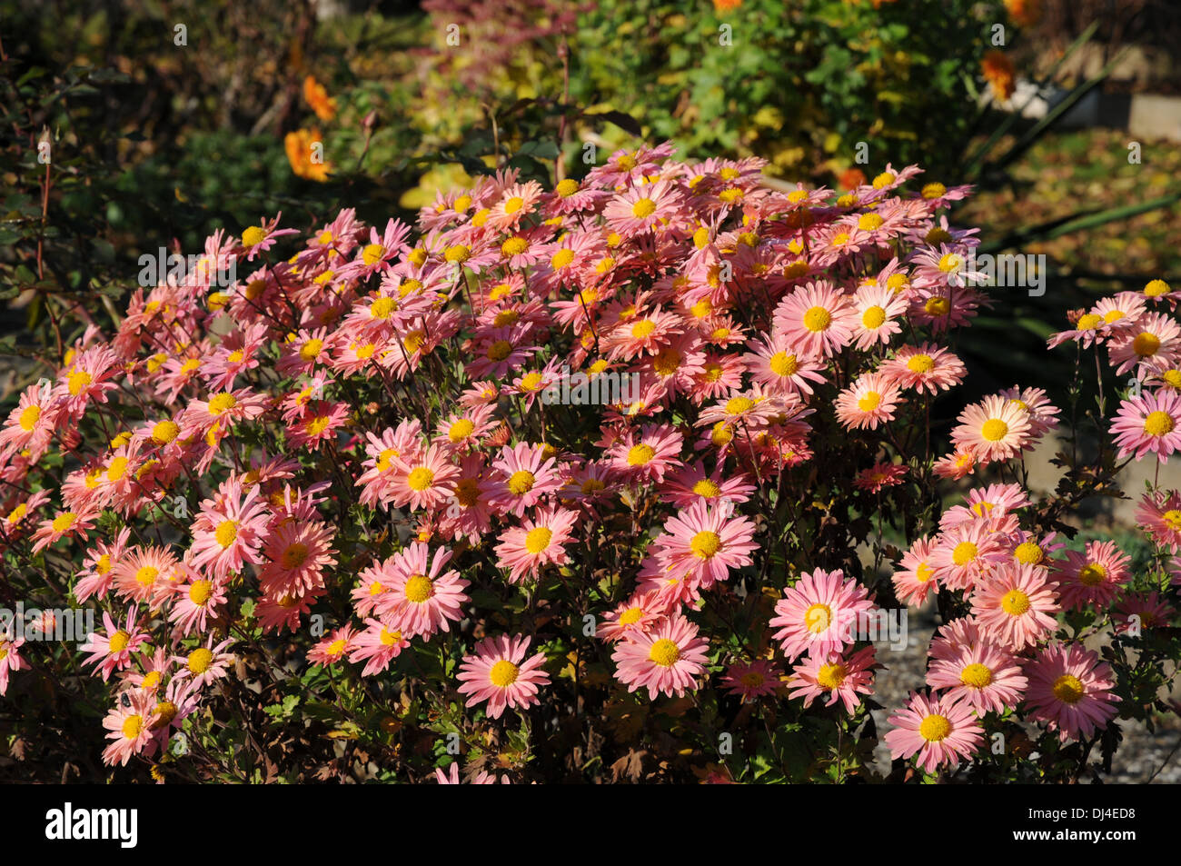 Ox eye daisy leaves hi-res stock photography and images - Alamy