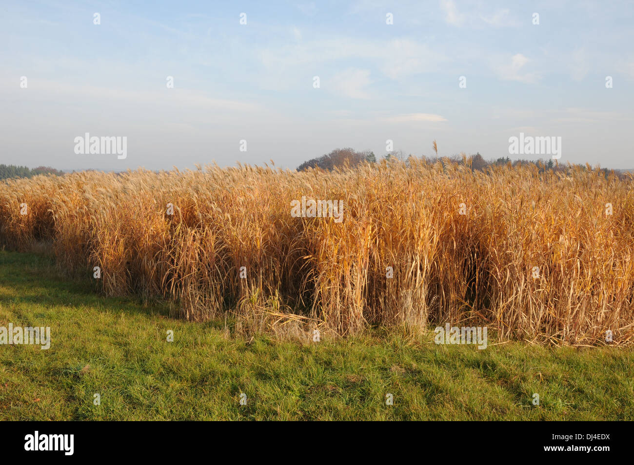 Silver gar hi-res stock photography and images - Alamy