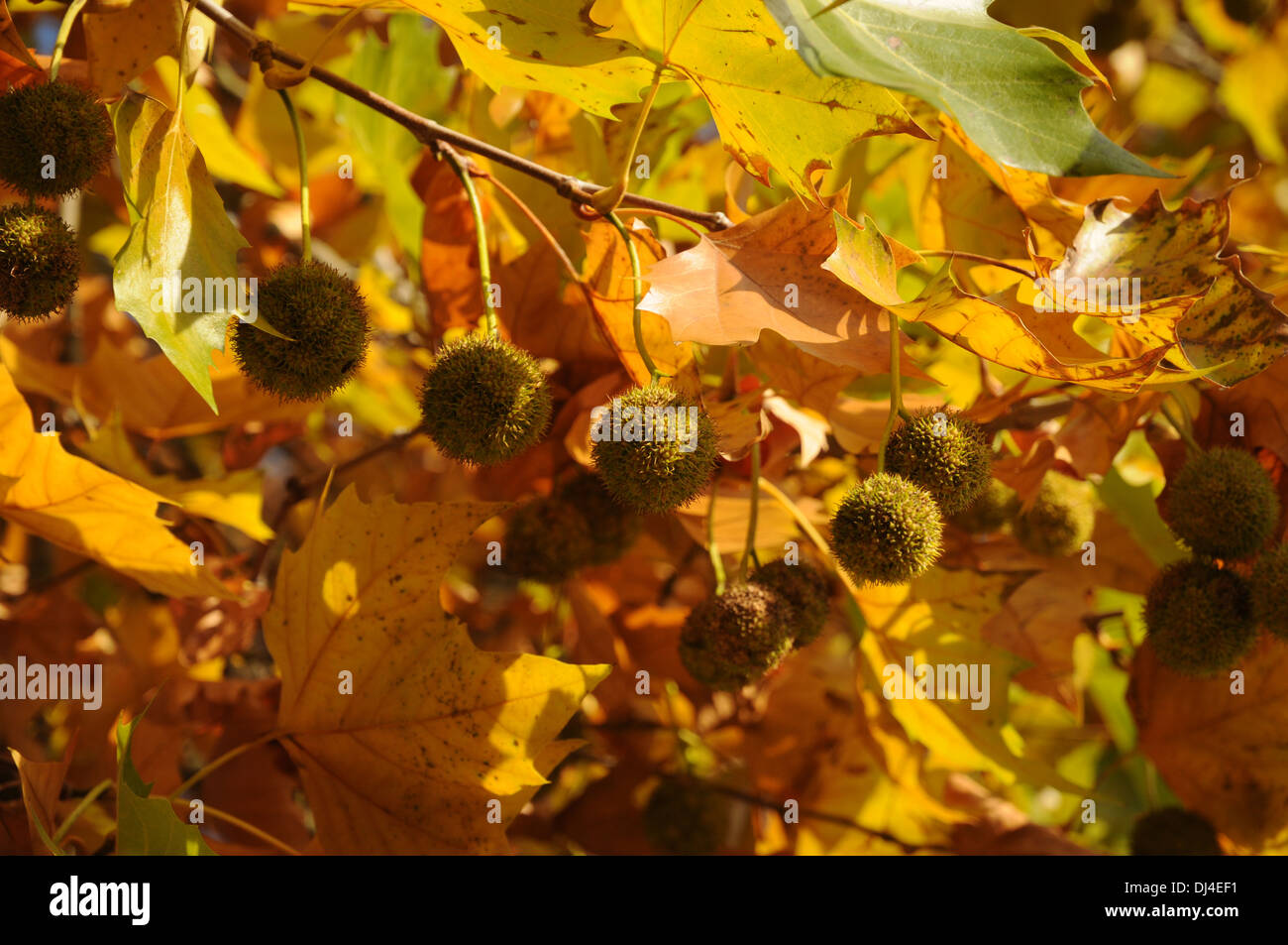 Schuppige rinde hi-res stock photography and images - Alamy