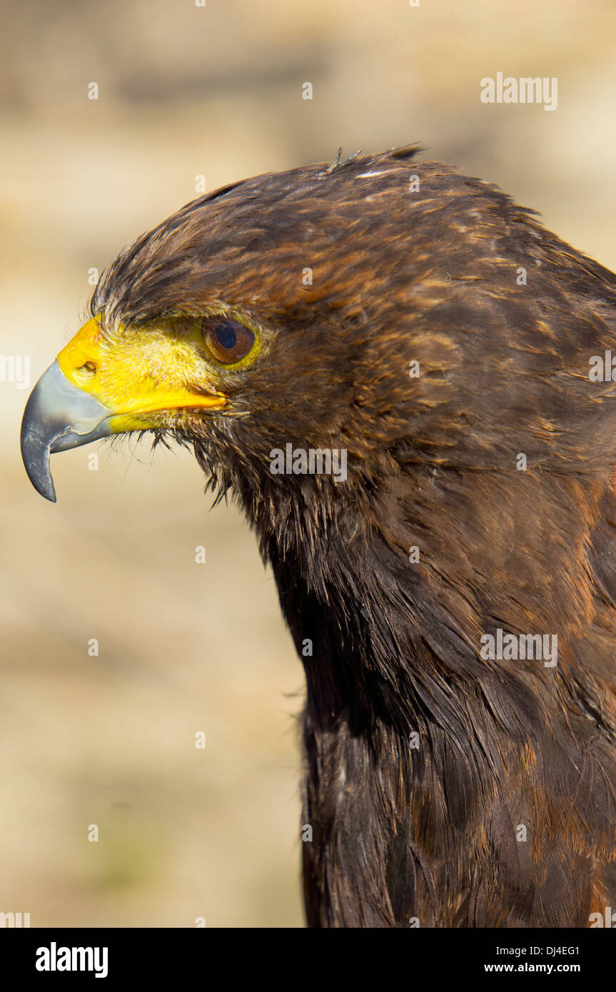 Bird of pray Eagle Conway North Wales Uk Stock Photo - Alamy
