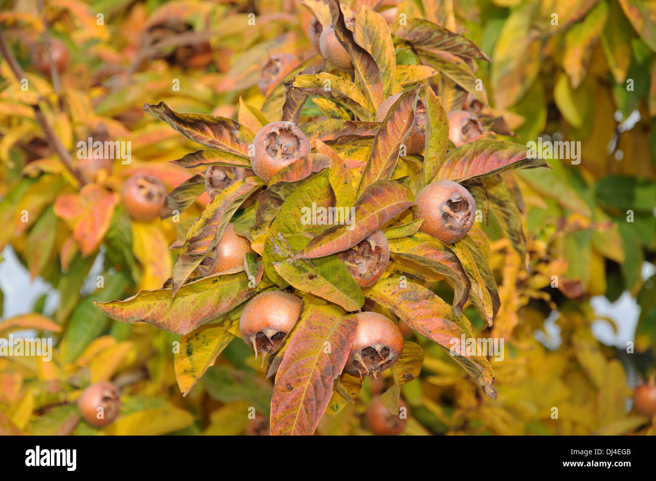 Medlartree hi-res stock photography and images - Alamy
