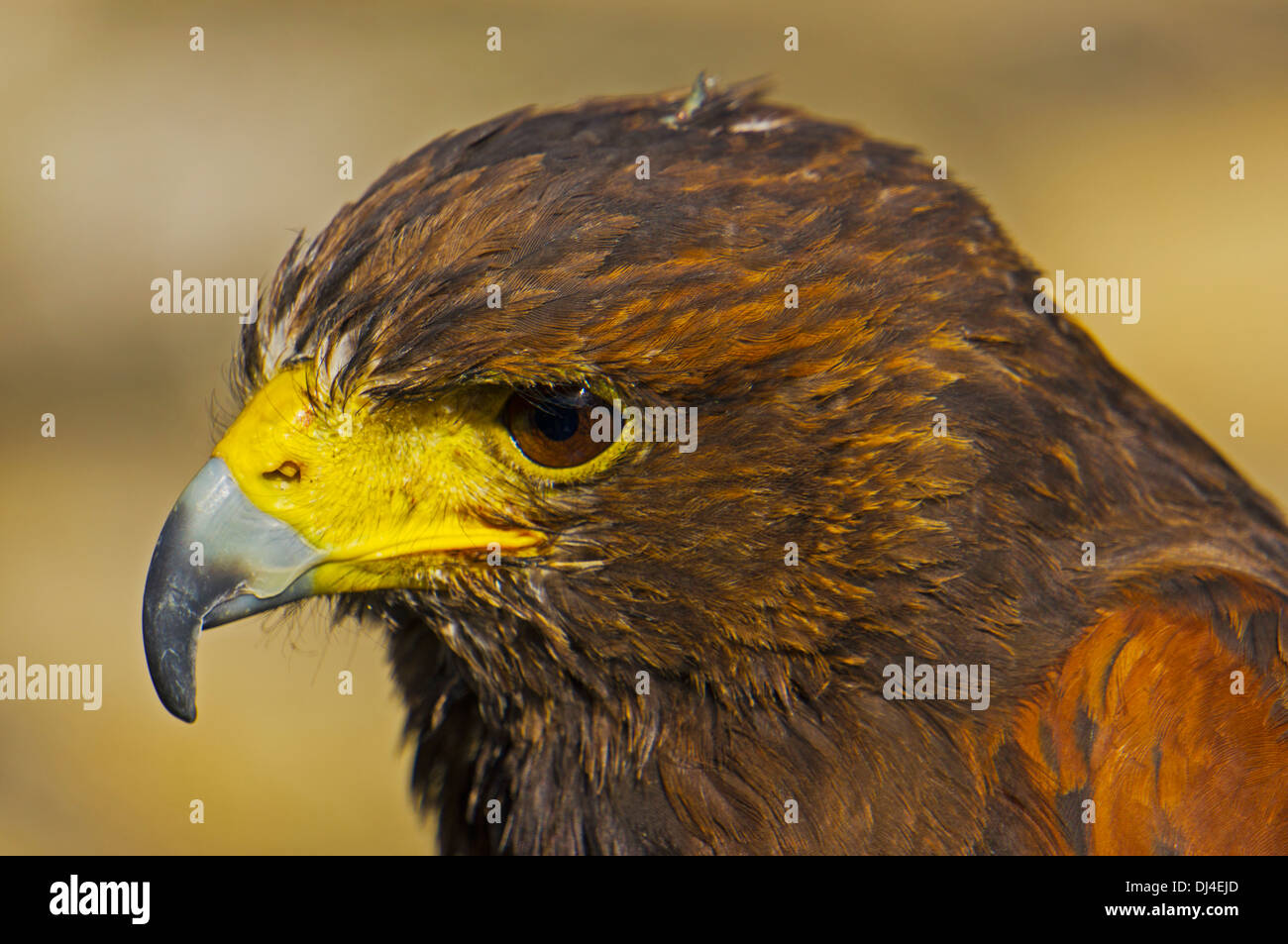 Golden Eagle North Wales