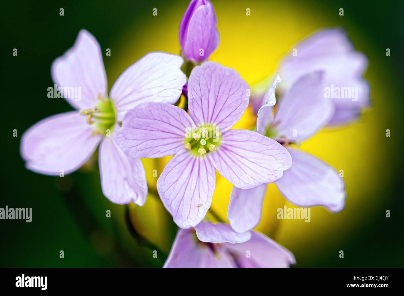 Cuckoo flower leaf hi-res stock photography and images - Alamy