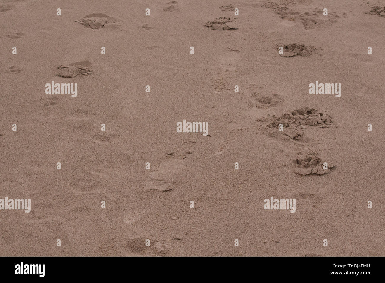 Dog paw prints in sand hi-res stock photography and images - Alamy