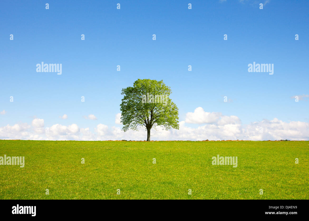 Field sky tree hi-res stock photography and images - Alamy