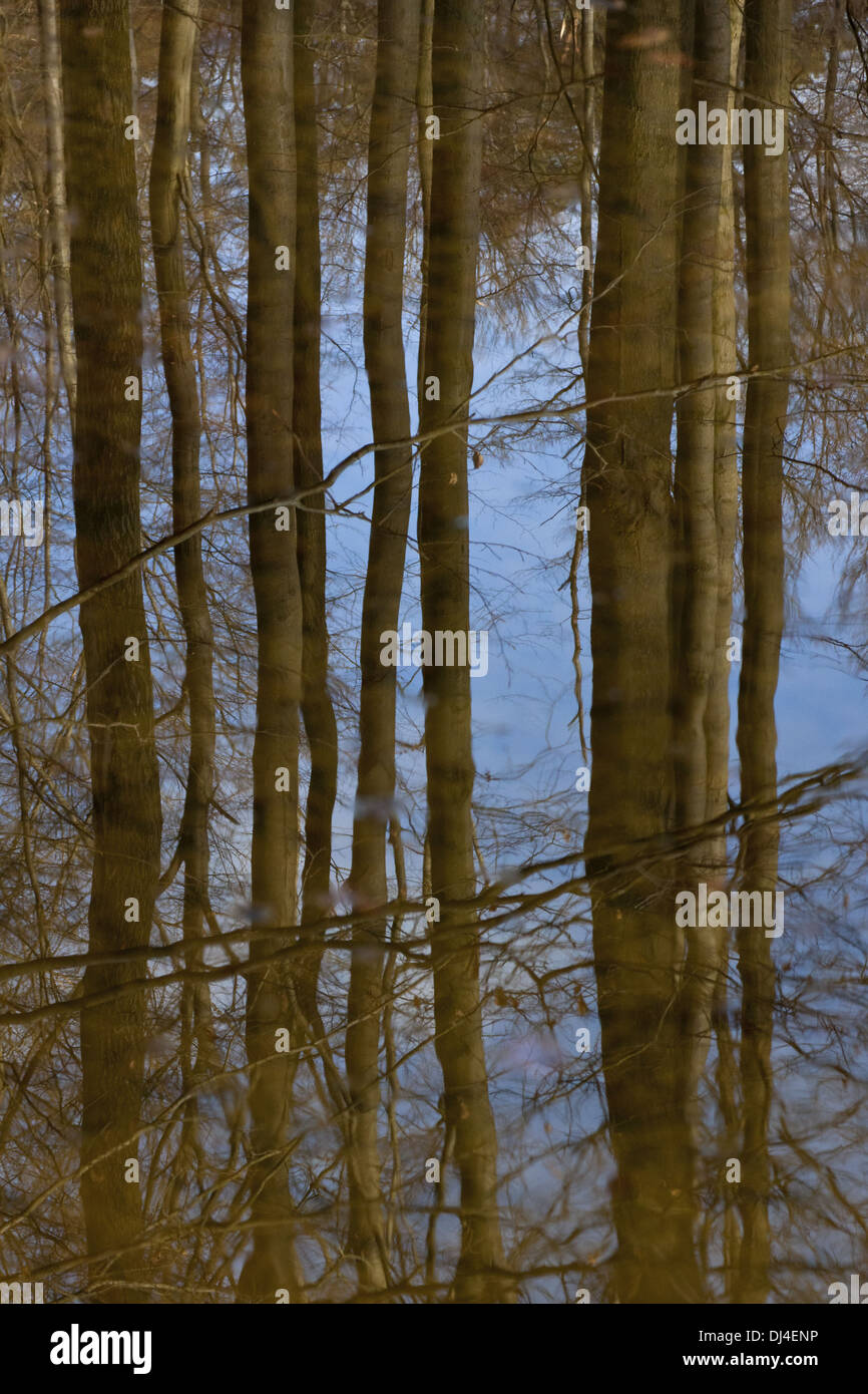 Reflection of beech (Fagus sylvatica Stock Photo - Alamy