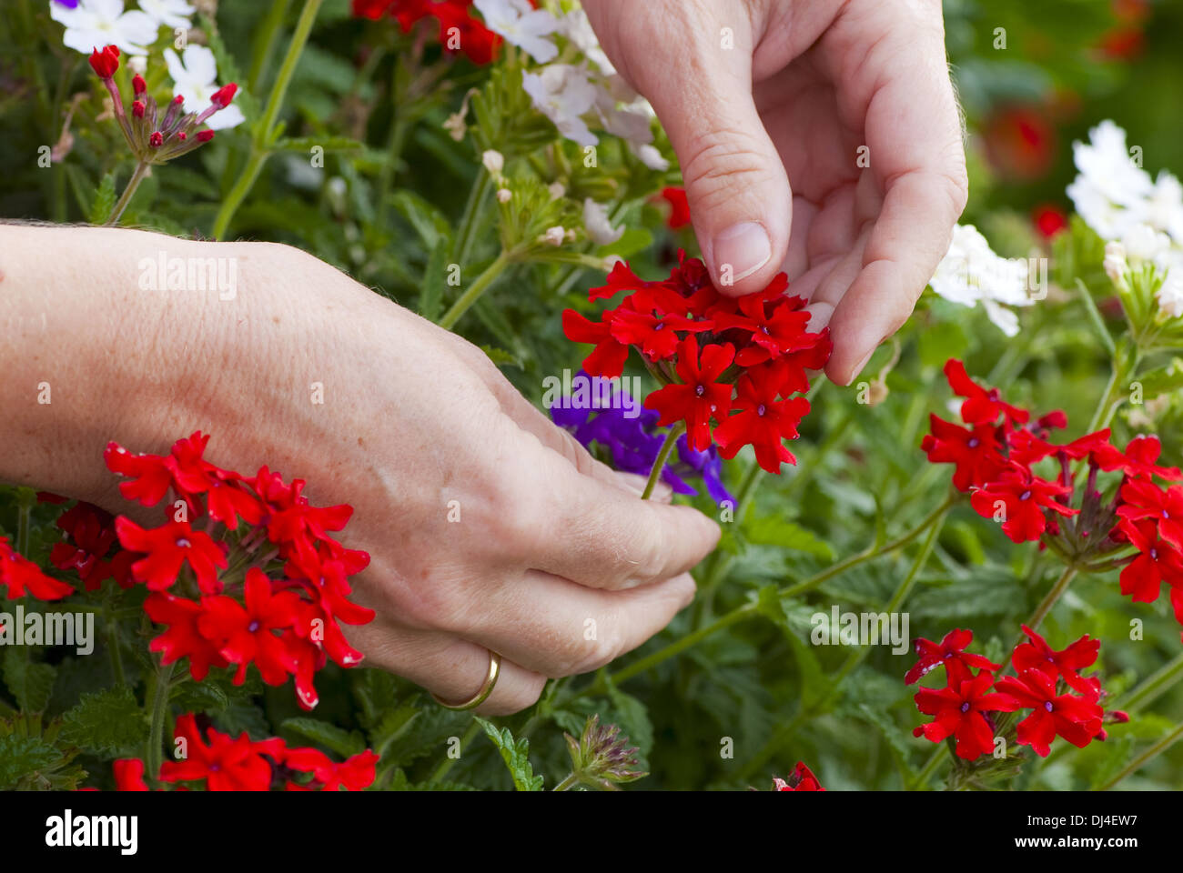 2 hands in balcony flowers Stock Photo - Alamy