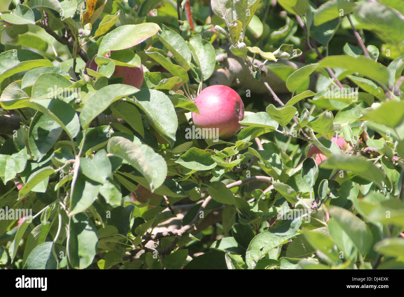 Ripening red apples weighing down the branch of a small tree Stock ...