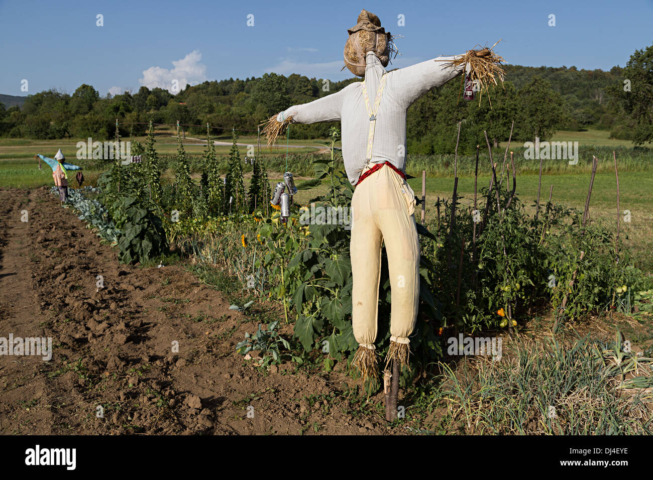Scarecrow field hi-res stock photography and images - Alamy