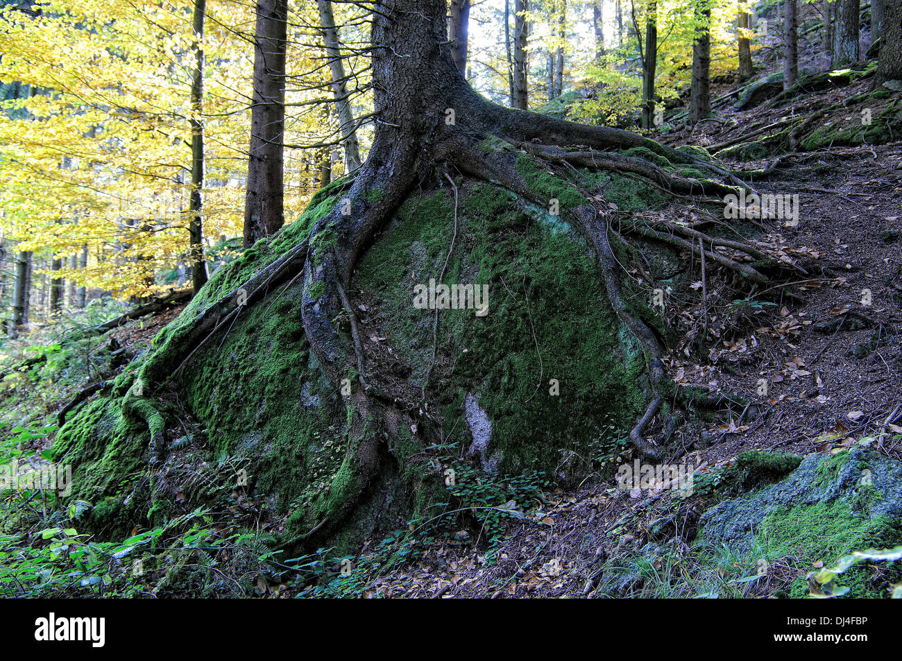 Surrounded by tree Stock Photo - Alamy