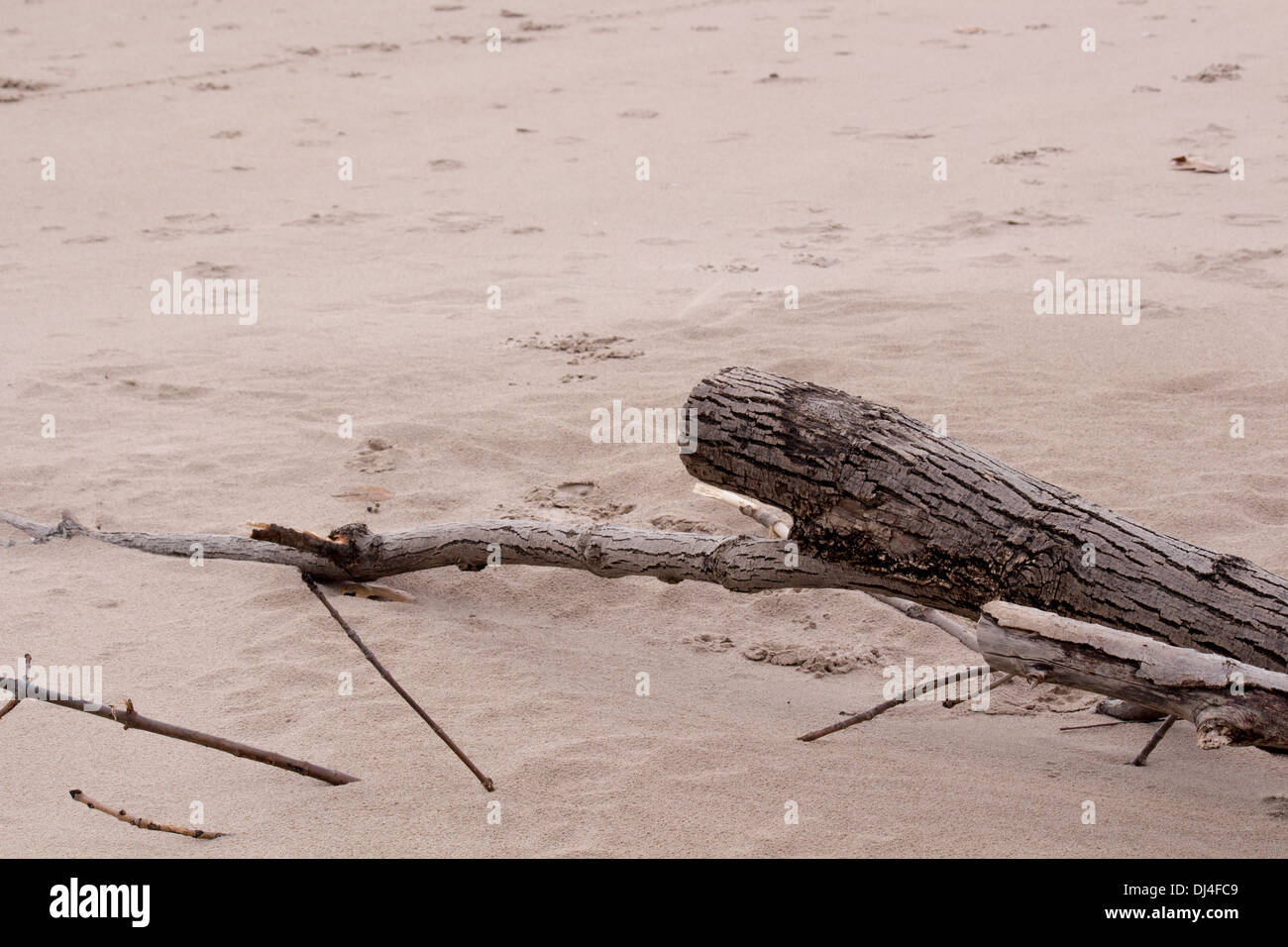 Driftwood on the beach Stock Photo - Alamy
