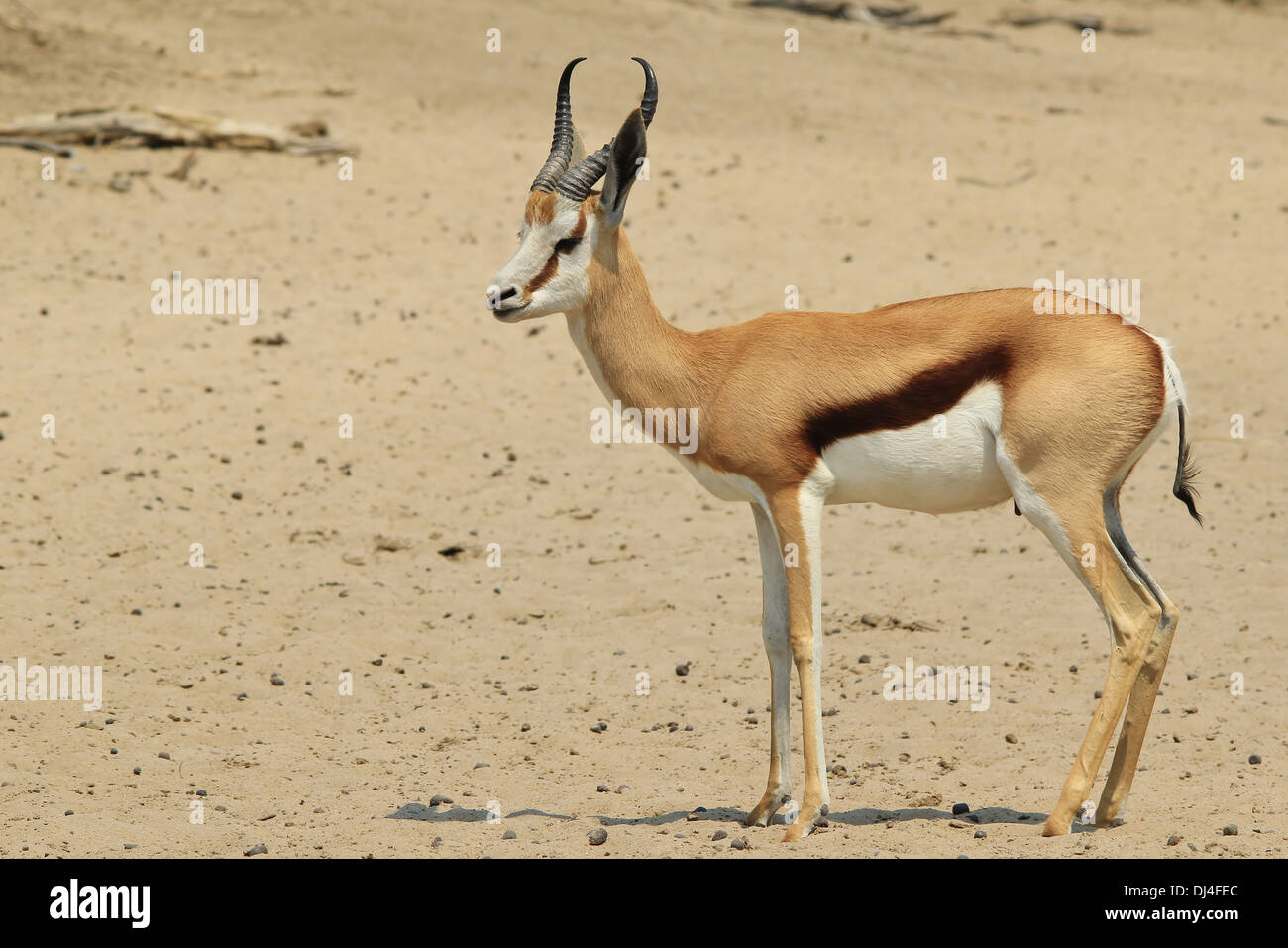 Springbok - Wildlife Background from Africa - Wonderful Life and Color ...