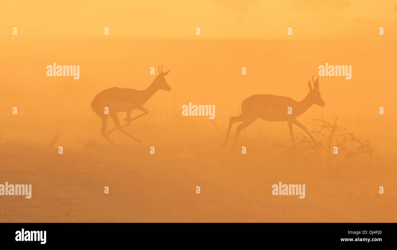 Springbok - Wildlife Background from Africa - Wonderful Life and Color ...