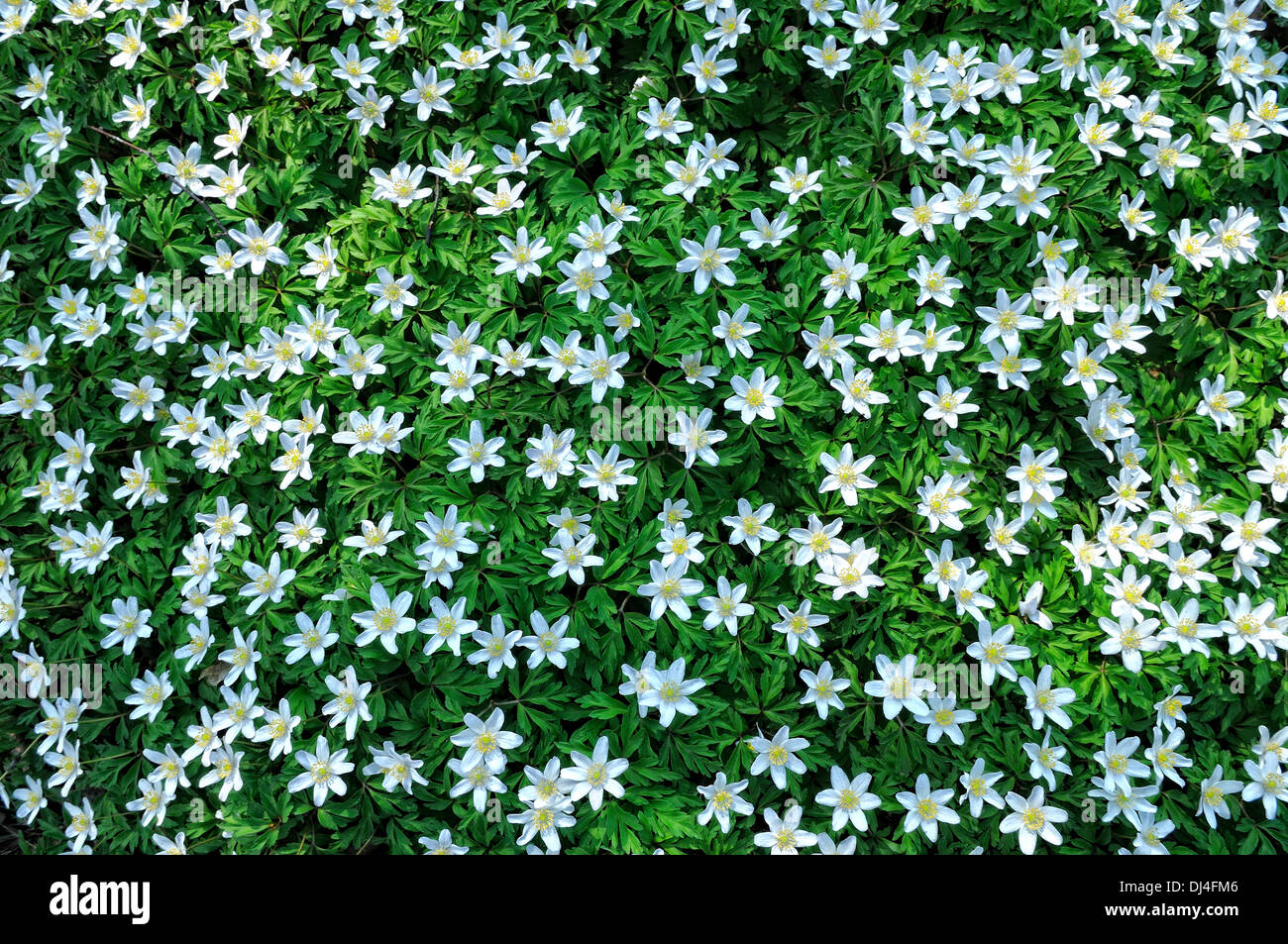 Stars of Spring Stock Photo - Alamy