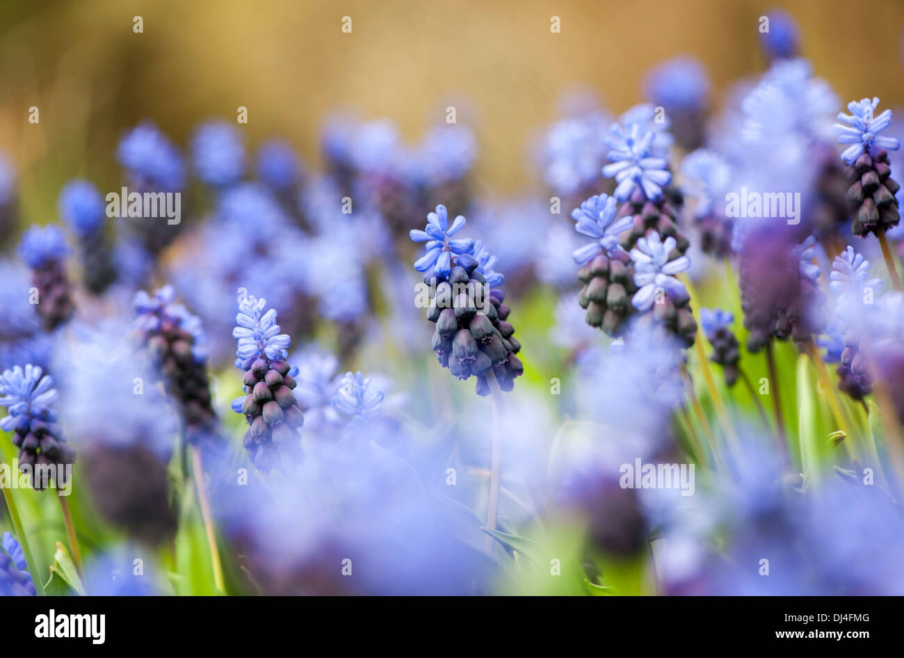 Spring flowering pale blue flowers hi-res stock photography and images ...