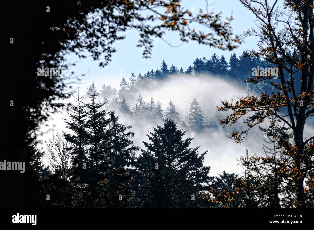 Fog in the forest Stock Photo - Alamy