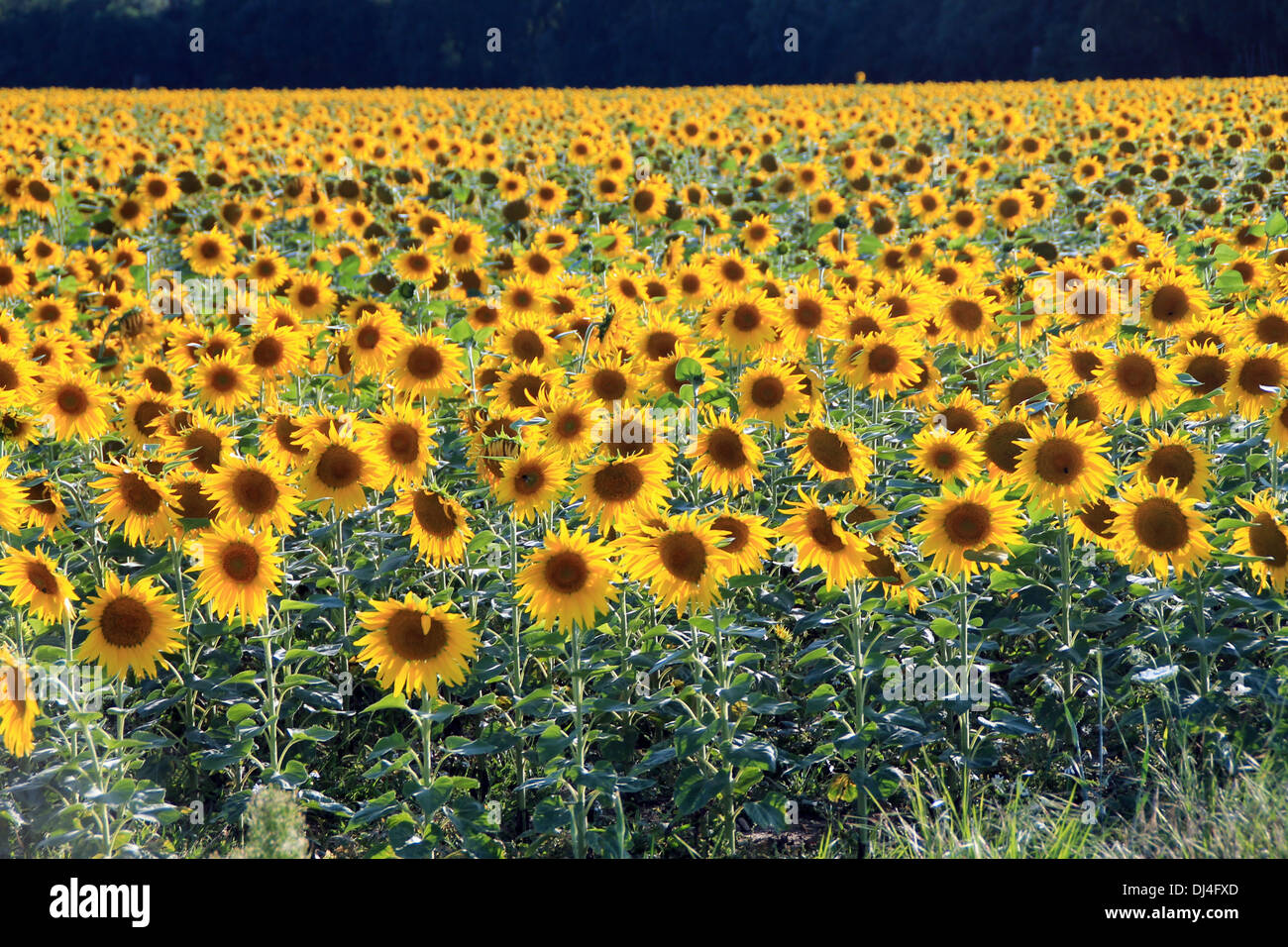 Sunflowers_field hi-res stock photography and images - Alamy