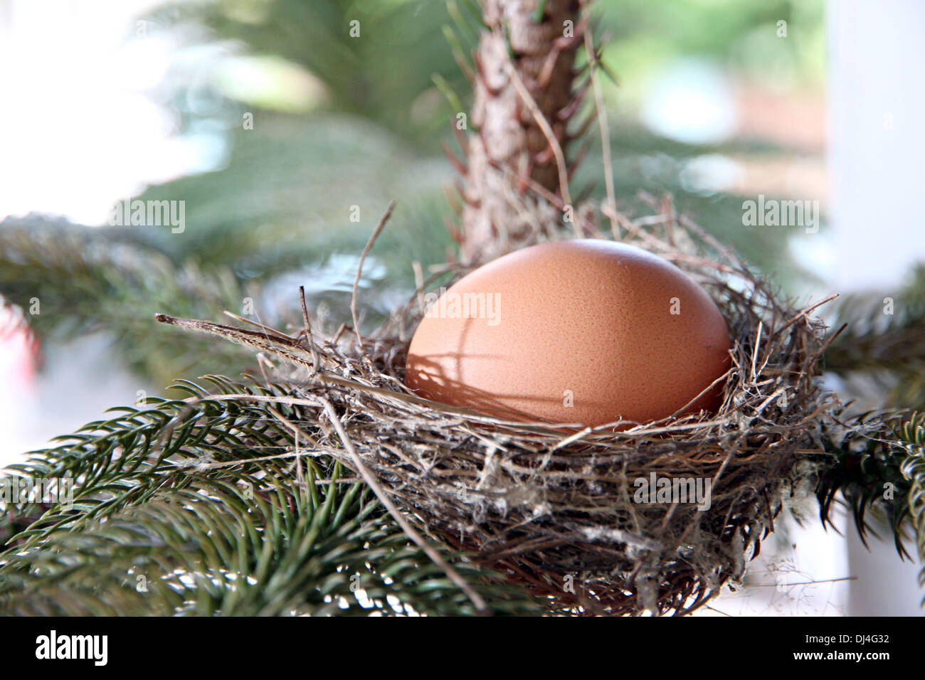 The Picture Eggs in nest on the tree Stock Photo - Alamy