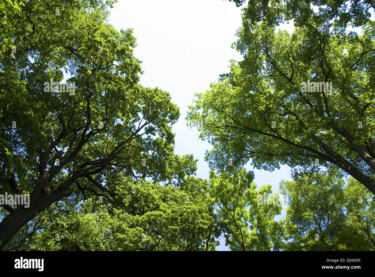Looking into the treetops Stock Photo - Alamy