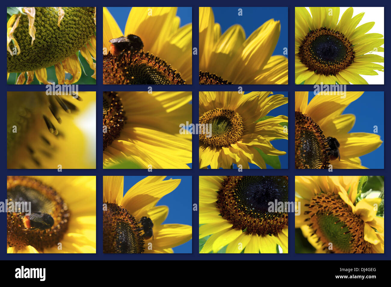 Sunflowers collage hi-res stock photography and images - Alamy