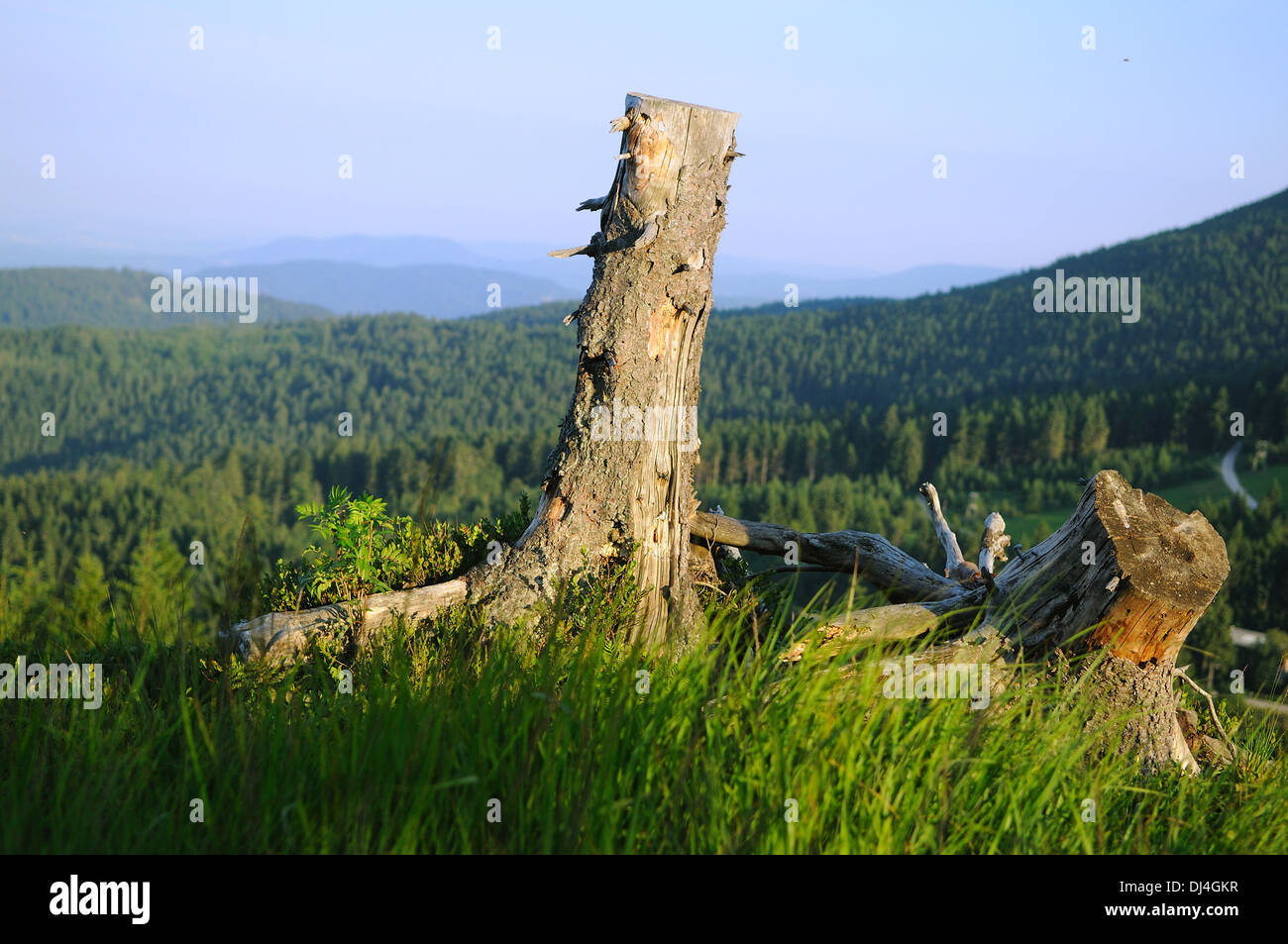 tree stumps on the ground Stock Photo - Alamy