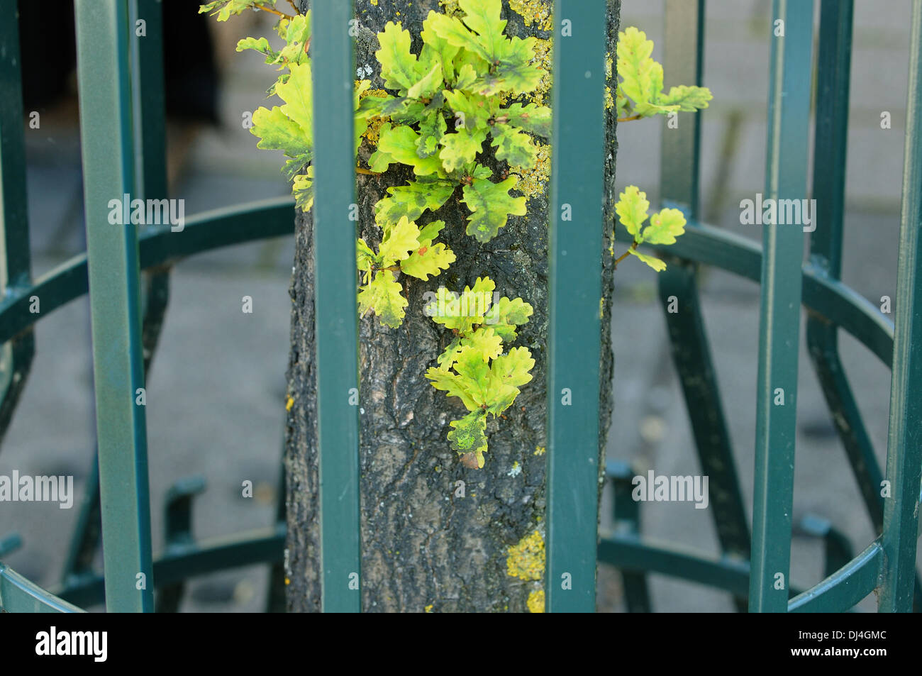Leaves behind bars hi-res stock photography and images - Alamy