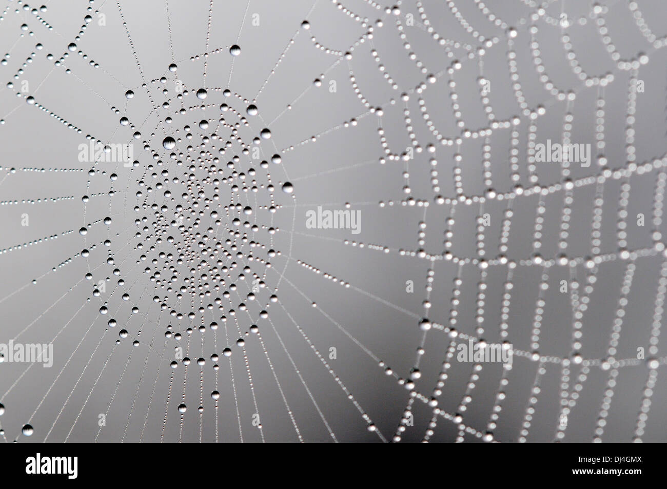 Spider web structure hi-res stock photography and images - Alamy