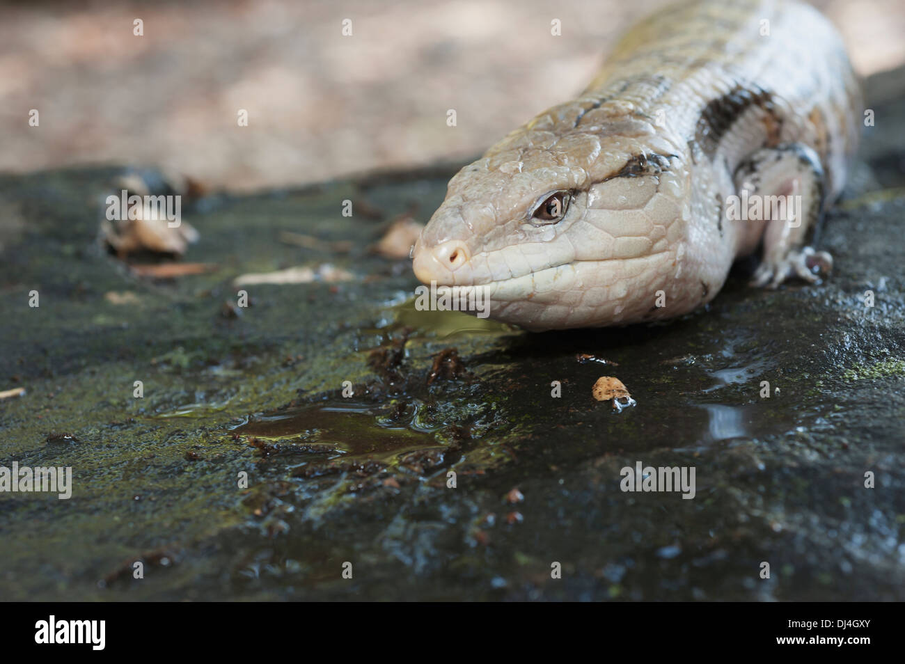 Blue-Tongued Skink (Tiliqua Scincoides); California, United States Of ...