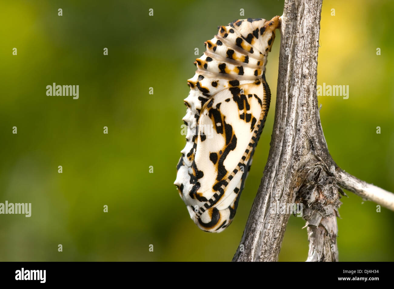 Colorful butterfly cacoon Stock Photo - Alamy