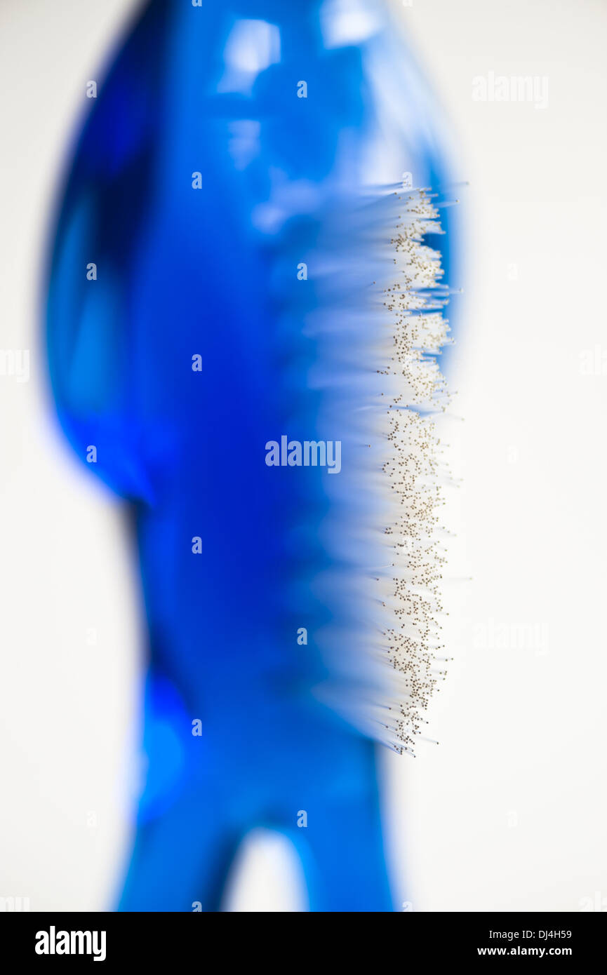 blue cleaning brush, plastic Stock Photo - Alamy