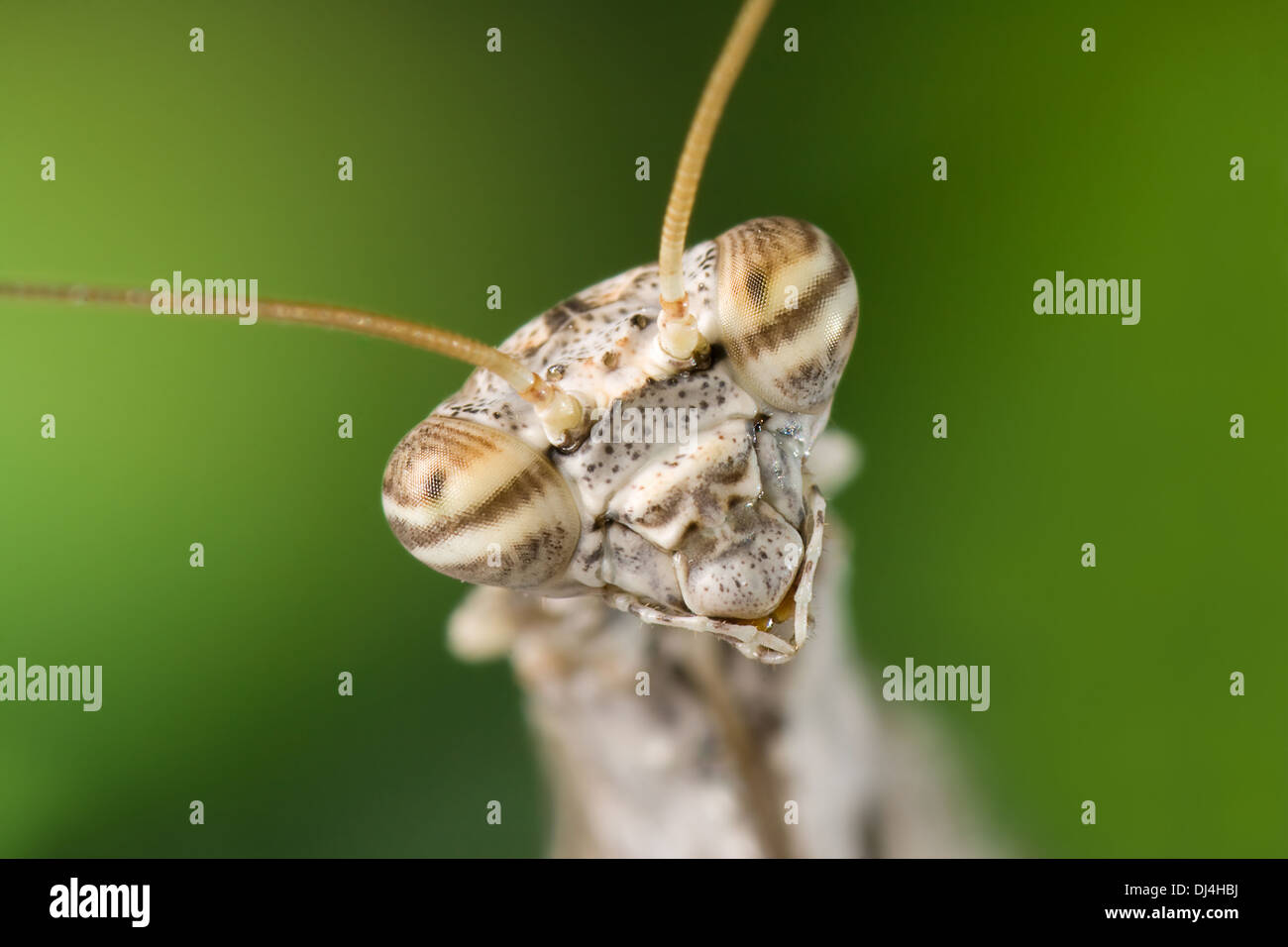 Praying mantis eye hi-res stock photography and images - Alamy
