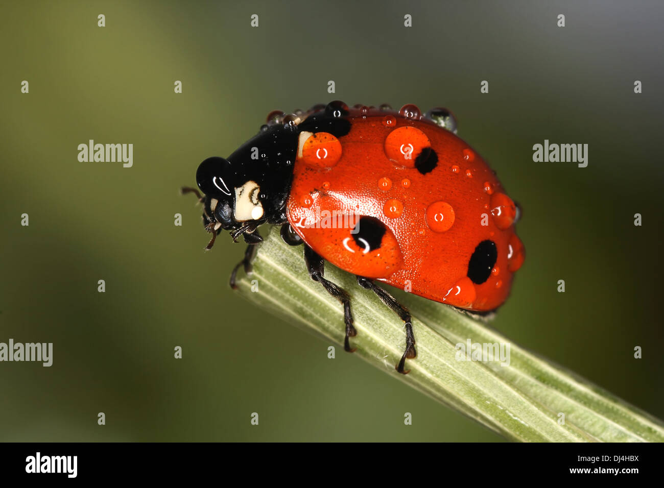 Water drop on beetle hi-res stock photography and images - Alamy