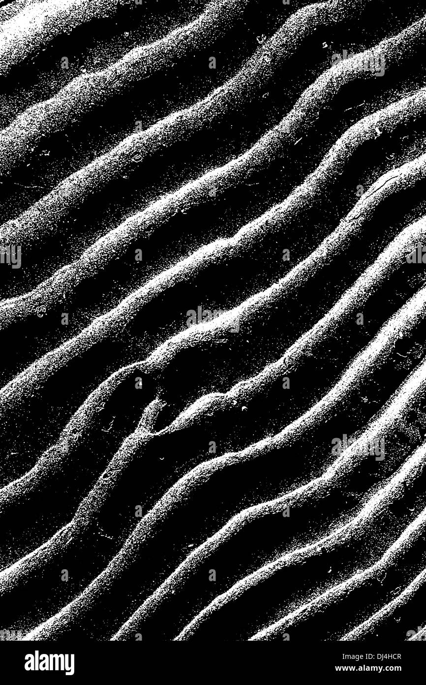 Patterns in nature Black and White Stock Photos & Images - Alamy