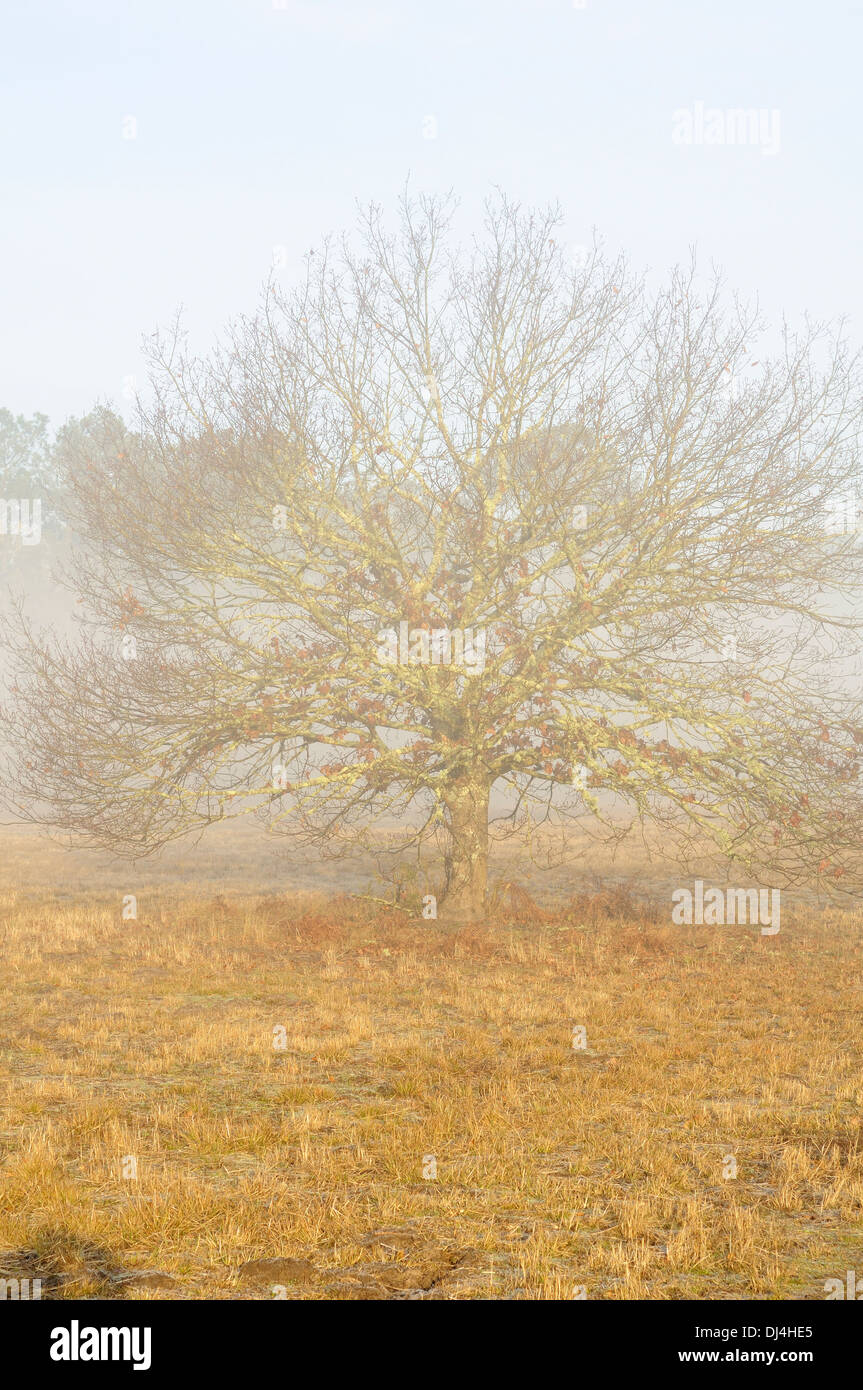 Vertical portrait of lonely oak tree in mist frozen grass winter in ...