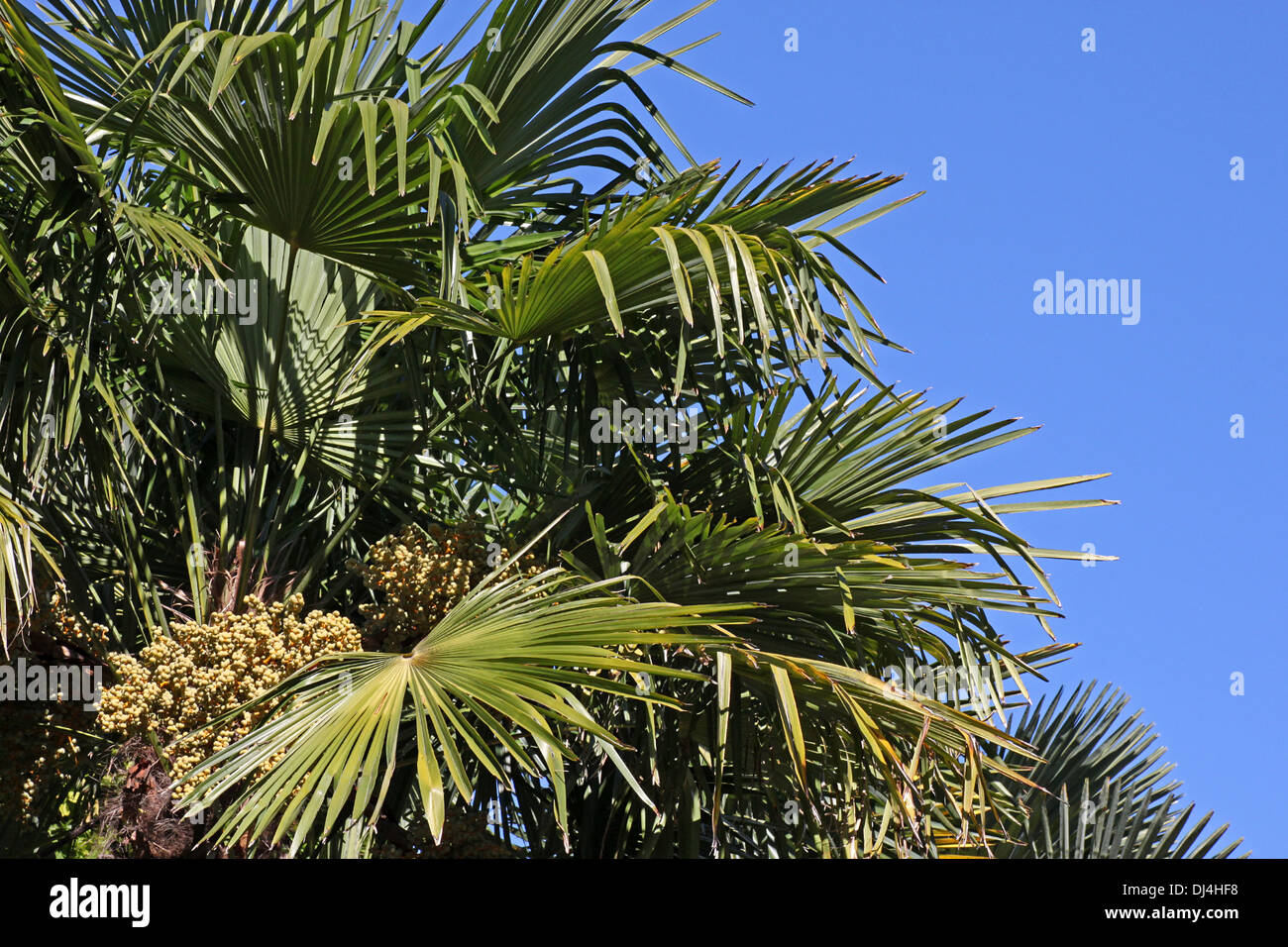 palm trees over blue sky Stock Photo - Alamy