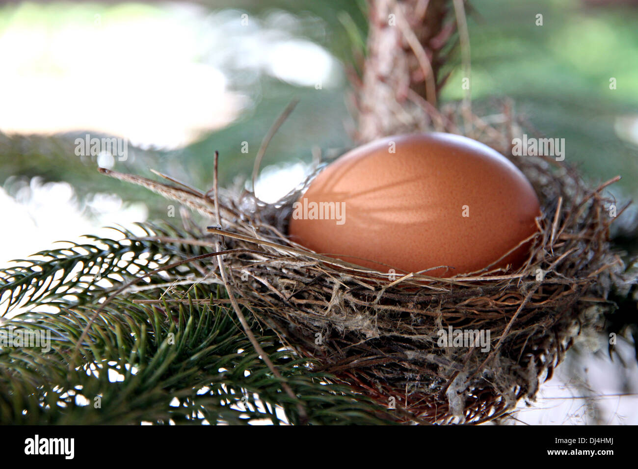 The Picture Eggs in nest on the tree Stock Photo - Alamy