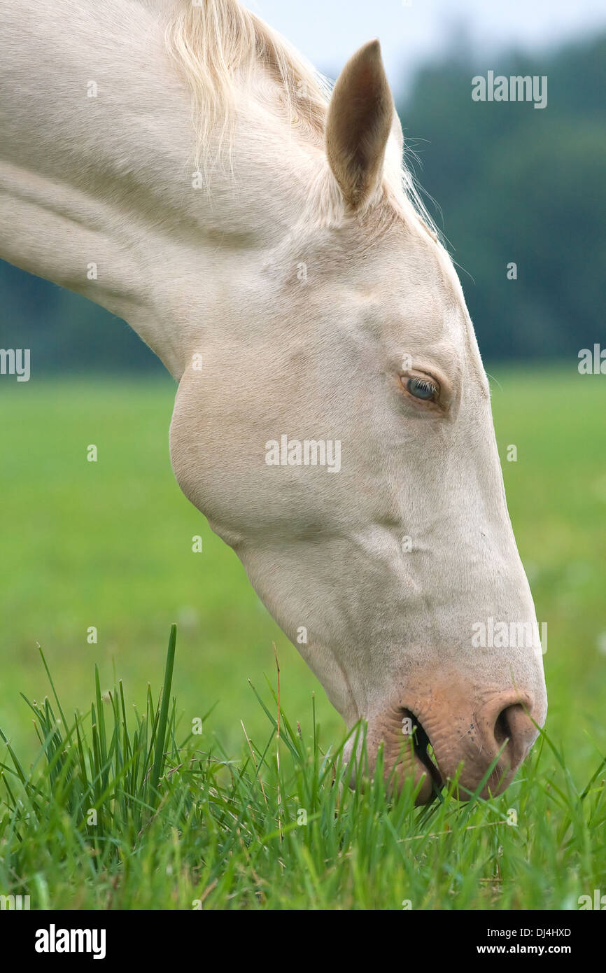 Horse Head Grazing