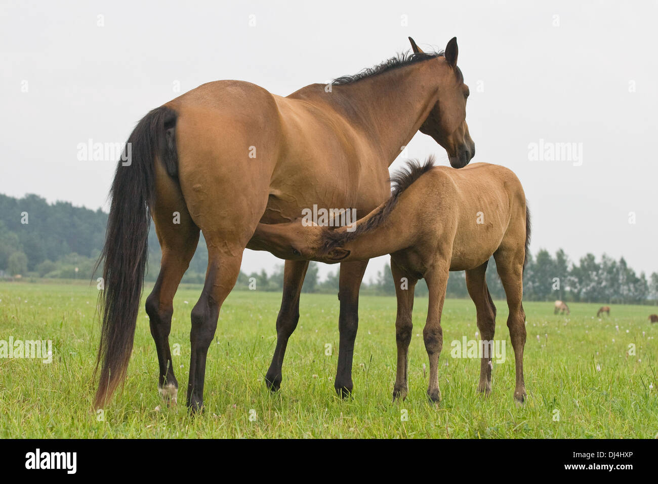 Horse sucking hi-res stock photography and images - Alamy