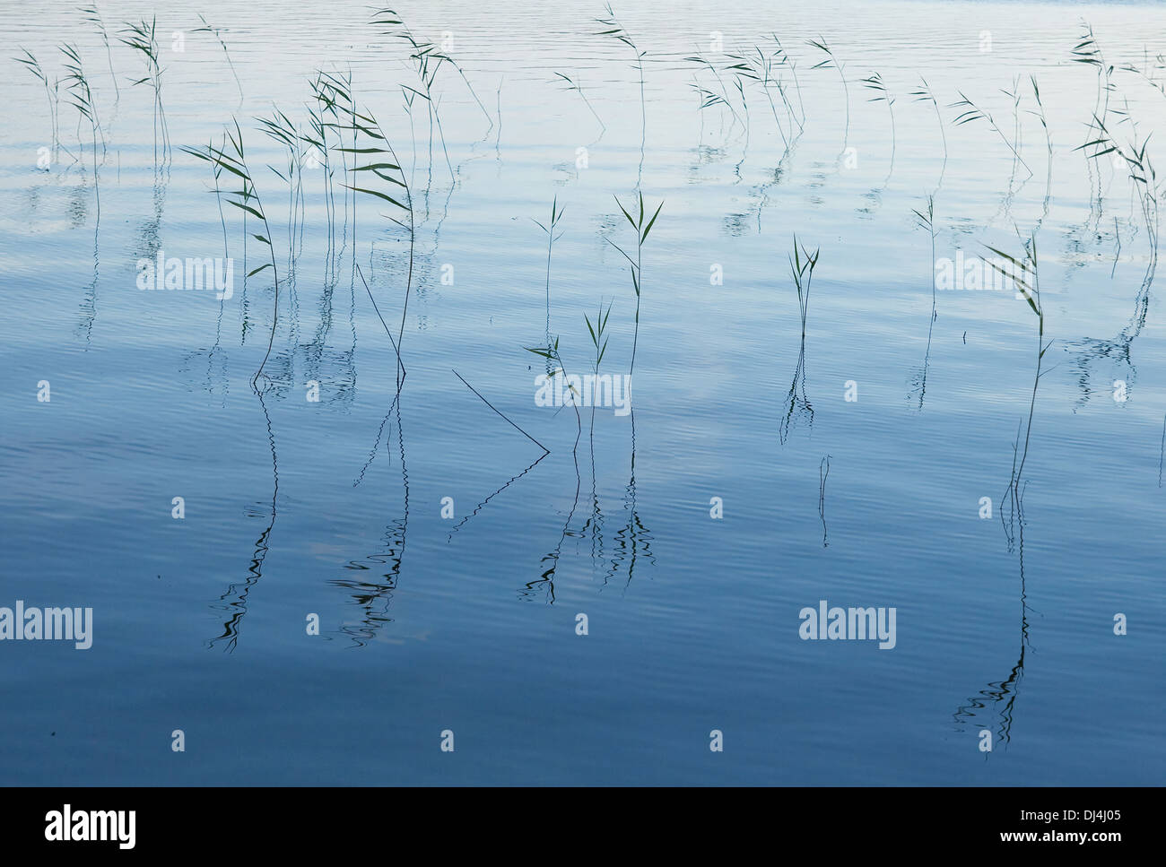 Lake weeds in water in the evening Stock Photo - Alamy