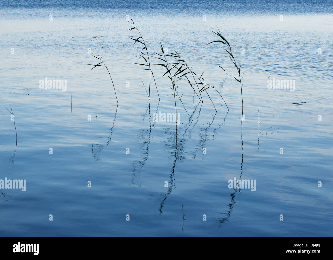 Lake weeds in water in the evening Stock Photo - Alamy