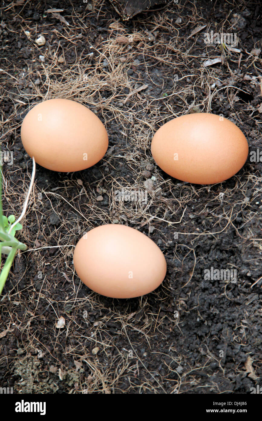 The arrangement of eggs on ground,see quasi same man page Stock Photo ...