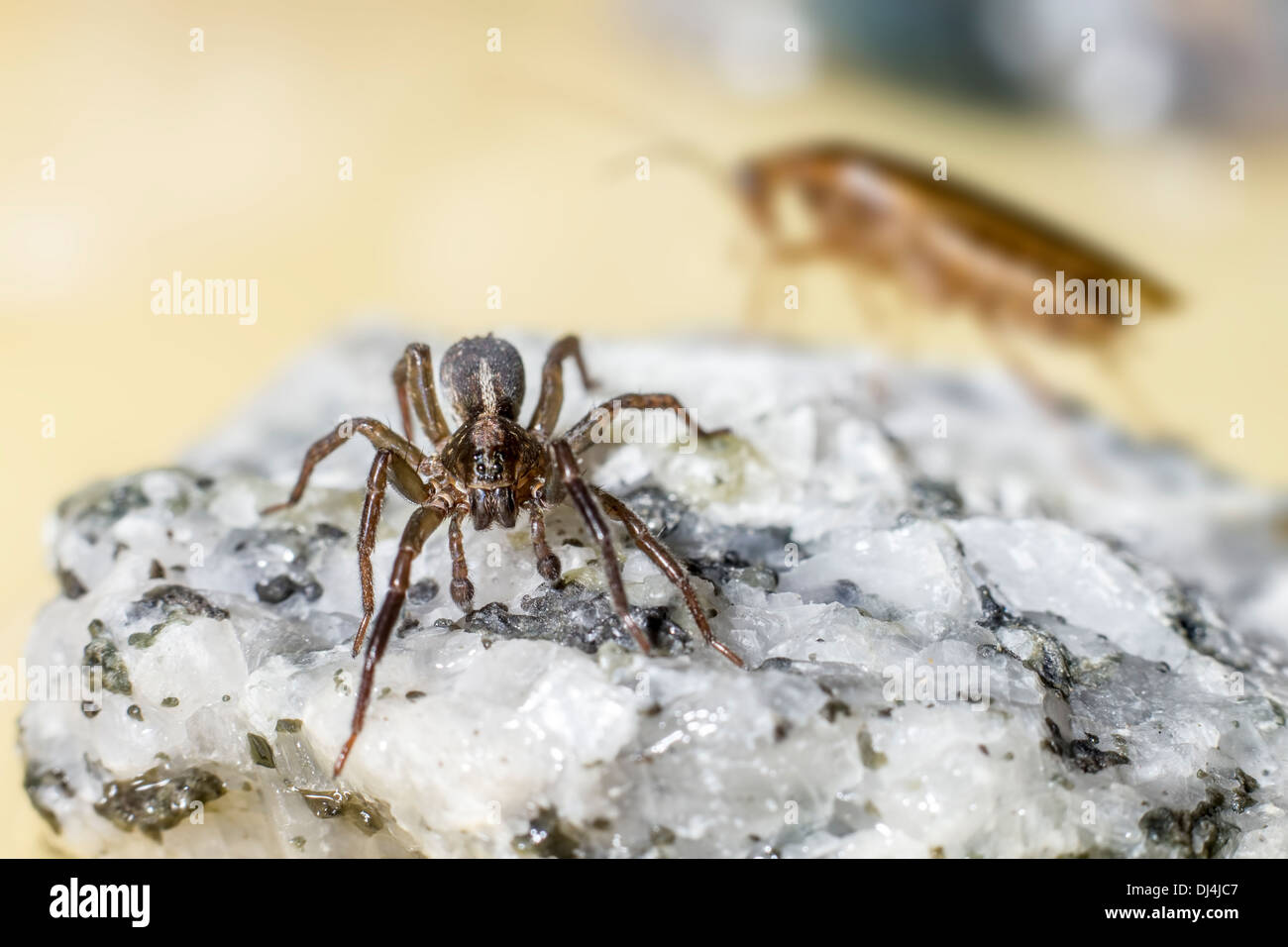 Portrait of a German cockroach (Blattella germanica Stock Photo - Alamy