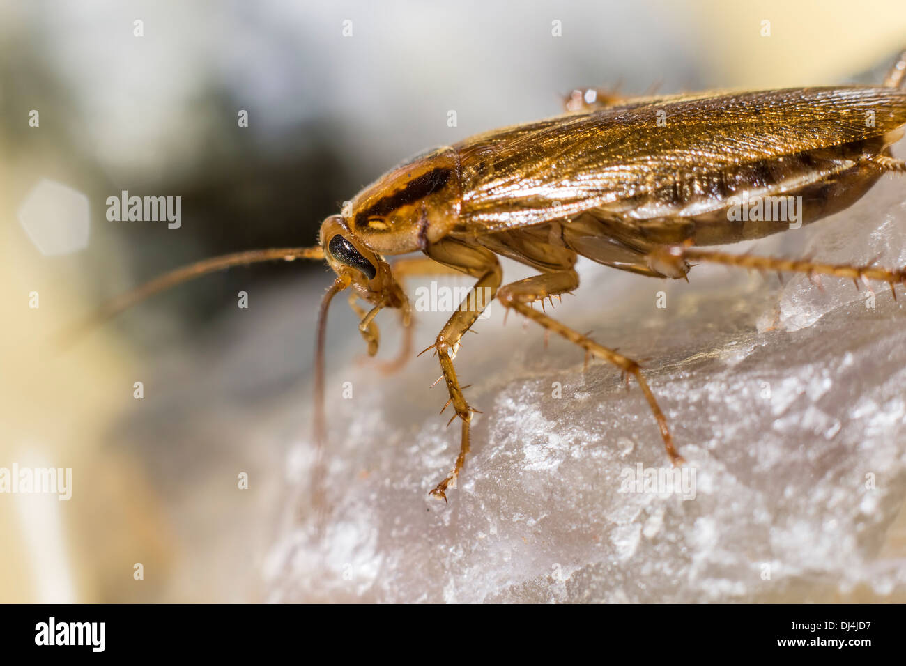 Portrait of a German cockroach (Blattella germanica Stock Photo - Alamy